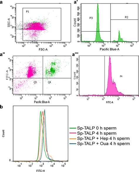 Analysis Of ATP1A4 Content In Fixed Sperm Flow Cytometry Under Download Scientific Diagram