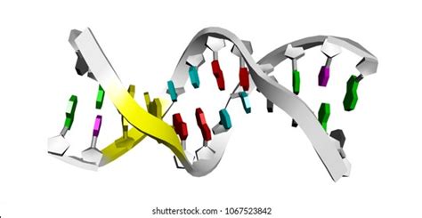 3d Model Dna Structure Biological Macromolecules Stock Illustration 1067523842 Shutterstock