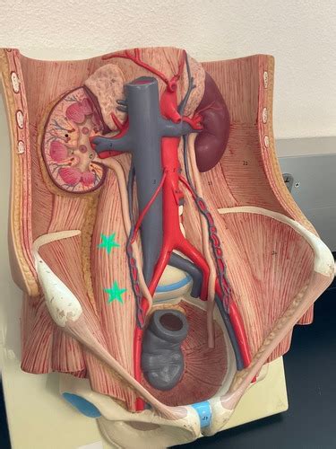 Lab 6 Muscles That Move The Thigh Flashcards Quizlet