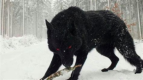 ასე გამოიყურება მსოფლიოში ყველაზე საშიში ძაღლი Youtube