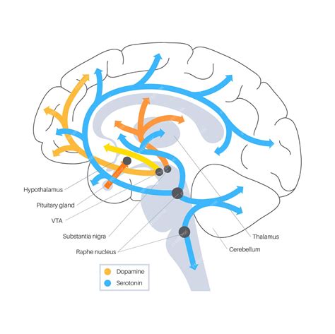 Dopamine En Serotonine Hormonen Route In Het Menselijk Brein Monoamine Neurotransmitter Platte