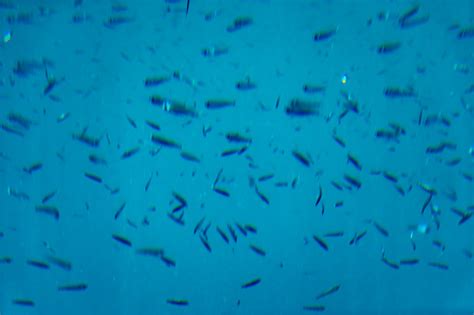 산호와 열대 어류와 그레이트 배리어 리프의 수중 세계 퀸즐랜드 호주 0명에 대한 스톡 사진 및 기타 이미지 0명 그레이트