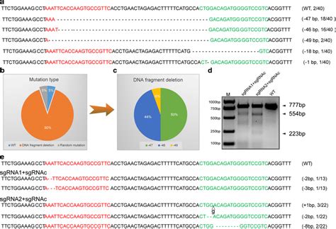 Highly Efficient Dna Deletion Mediated By Dual Sgrnas Cas9 A Detected Download Scientific