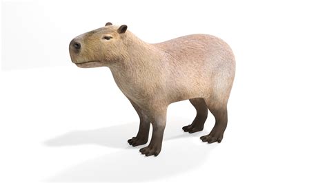 3d Capybara Model Turbosquid 2073535