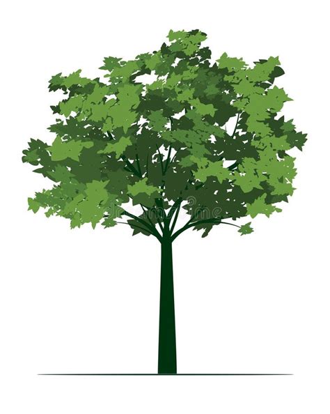 Green Tree With Leaves Vector Outline Illustration Plant In Garden Stock Vector Illustration