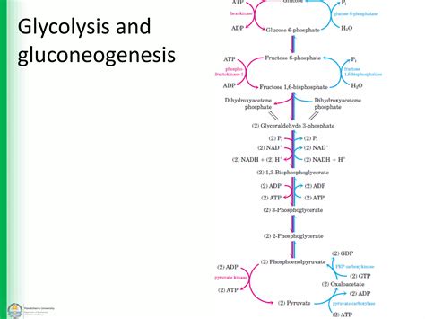 Gluconeogenesis The Pathway And Regulation Pdf