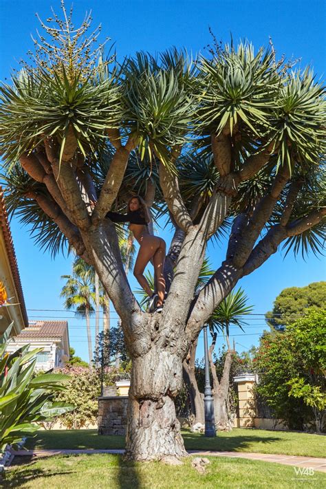 Palm Tree Picture 9 16 SexyKittenPorn