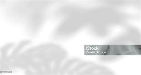 사실적인 흐릿한 자연광 나뭇잎 손바닥 및 창 그림자 오버레이가 벽 종이 또는 프레임 질감 추상 배경 여름 봄 가을에 제품 프레젠테이션 연단 및 모형 계절에 적용됩니다 0명에