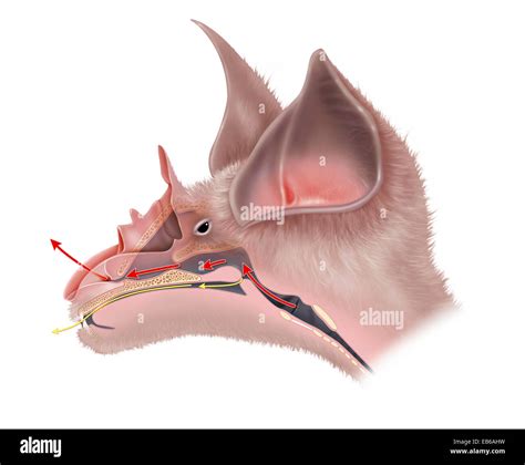 Bats Auditory System At Cornelius Davis Blog