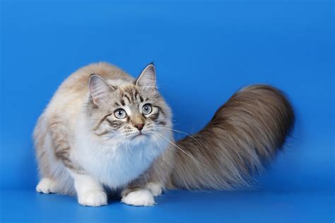 Ragamuffin Cat Breed Information Pawpedia