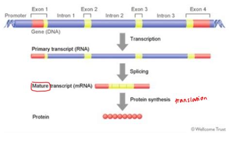 Gene Structure Protein Sequence Analysis Flashcards Quizlet