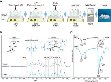 Gelma Synthesis And Characterization A A Step By Step Schematic