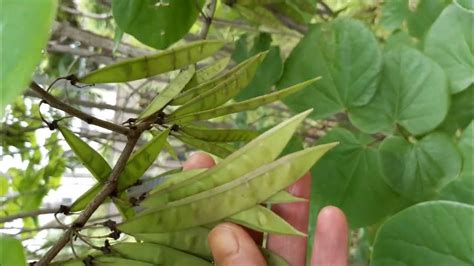 치매에좋은 화살나무 박태기나무씨앗맺히고 폭포소리들리는 잘가꾸어놓은 좋은 차한잔이 생각나는 예쁜 장소네요☘🕊 Youtube