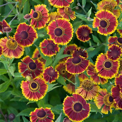Plantes Vivaces Helenium Biedermeier Hélénie En Vente Pépinière