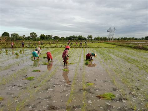အရာတော်မြို့တွင် စိုက်ပျိုးရေးဦးစီးဌာနမှတာဝန်ရှိသူများက ကိုဗစ် ၁၉ စီးပွားရေးကုစားမှု Cerp