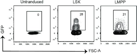 Example Of Gfp Transduction Efficiency Readout On Day 3 Viable Single Download Scientific