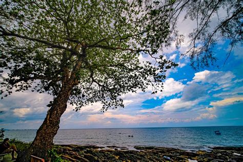 Tree On The Beach Eagle Free Photo On Pixabay Pixabay