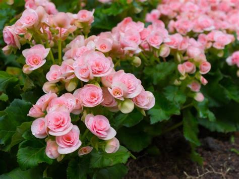 What Is A Tuberous Begonia Tuberous Begonia Growing Tips Gardening