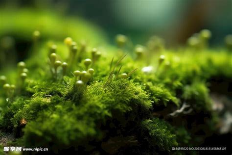 青苔摄影图 花草 生物世界 摄影图库 昵图网nipic