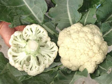Cauliflower Cloud Known You Seed America