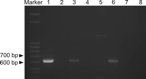 Pcr Based Detection Of Geomyces Destructans In Guano Marker Step