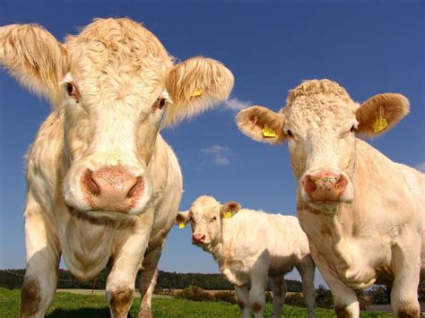 Cattle Being Found With Blood And Body Parts Mysteriously Removed In