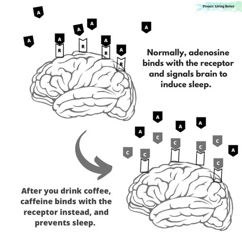 Caffeine And Sleep How Does Caffeine Affect Sleep Project Living Better
