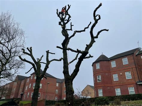 Nottingham Pollarding Oak Trees Summers Tree And Garden Services