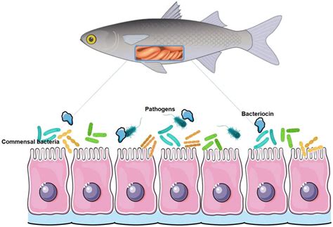 广州海洋实验室海洋生物资源高值化利用与装备开发广东省工程研究中心毛健团队成果发表：细菌素在水产养殖病害防治中的应用 江南大学传统酿造食品研究中心