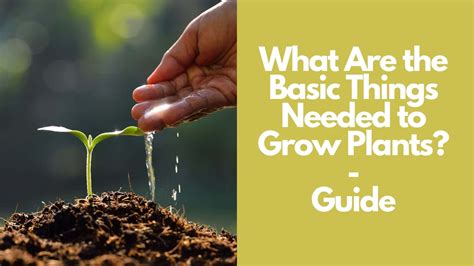 Good Things About The Plants At Kai Hartung Blog