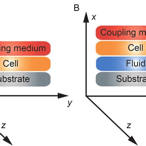 Schematic Diagram Of The Cell Layered Structure Model For Different
