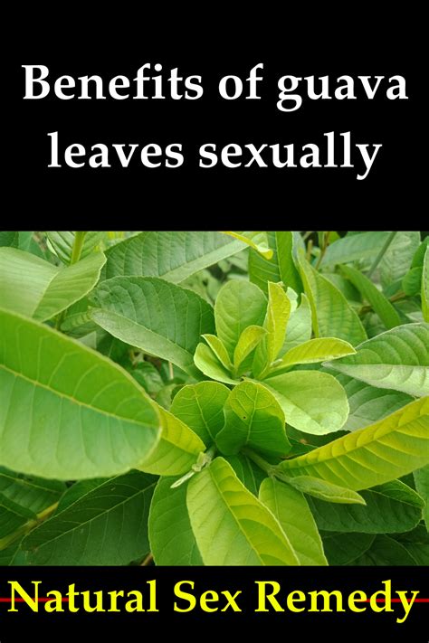 Top 10 Marvelous Health Benefits Of Guava Leaves Sexually Artofit