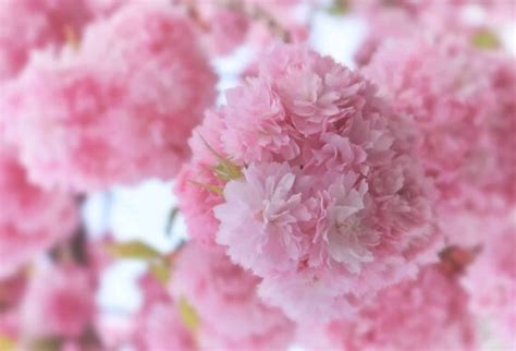 Free Picture Garden Nature Summer Pink Flower Leaf Herb Pink