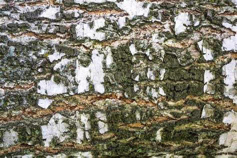Background Texture Of Tree Bark Skin The Bark Of A Tree Stock Photo At Vecteezy
