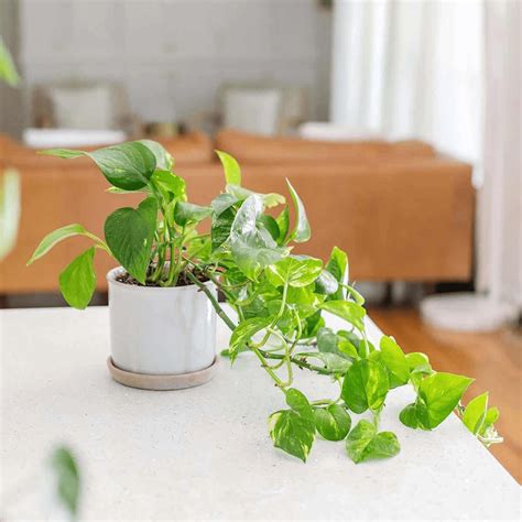 オフィススペースに最適な植物20選