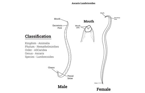 Structure Of Ascaris With Diagram Zoology Roundworm Anatomy Anatomy