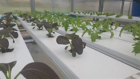 20 Hydroponic Indoor Plants Alpinalexiah