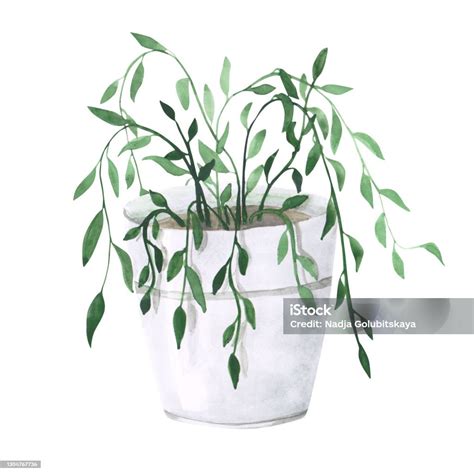 흰색 배경에 격리 된 수채화 화분 식물 냄비에 손으로 그린 꽃 당신의 디자인에 대한 식물 학적 그림 녹지 클립 아트 홈 플랜트 프린트 포토스 꽃 홈 가든 수채화에 대한 스톡