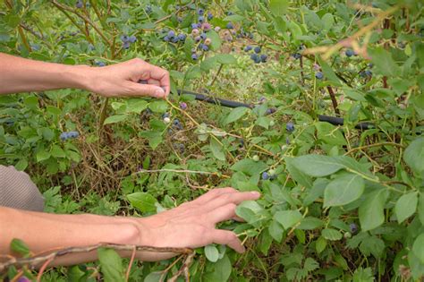 현장에서 블루 베리 따기 잘 익은 열매 클로즈업 바시늄 코림보섬 선택 건강한 식생활에 대한 스톡 사진 및 기타 이미지 건강한 식생활 계절 과수원 Istock