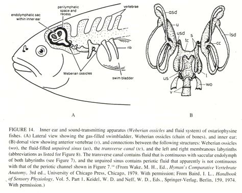 Hearing Systems Of Fish