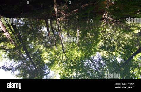 Upside Down Trees Stock Videos And Footage Hd And 4k Video Clips Alamy