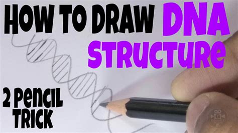 Dna Structure Drawing At PaintingValley Com Explore Collection Of Dna Structure Drawing