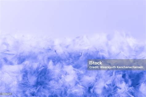 어둠 배경에 아름다운 추상 적 보라색과 파란색 깃털 프레임과 다채로운 부드러운 흰색 핑크 깃털 초상화 프레임 프레임 질감 0명에 대한 스톡 사진 및 기타 이미지 Istock