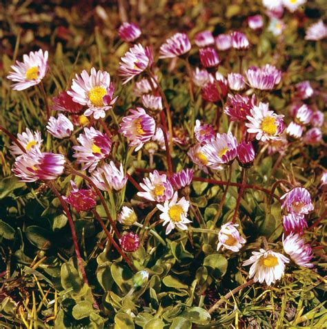 Daisy Description Types Examples Facts Britannica