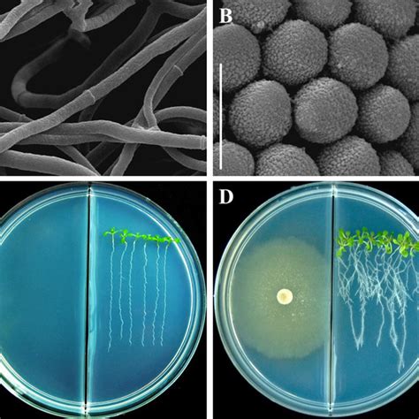 Pdf Trichoderma As Biostimulant Exploiting The Multilevel Properties Of A Plant Beneficial Fungus