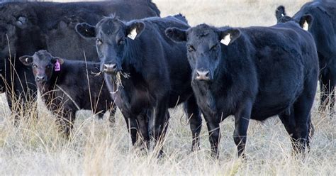 Will Multibreed Genetic Evaluation Increase Genetic Improvement In The Beef Industry Angus
