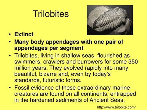 Ppt Chapter 36 Arthropods And Chapter 37 Insects Powerpoint Presentation Id 214756