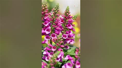 뚝섬한강공원 위로 에버랜드 정원이 떴습니다🌷 Shorts 에버스케이프 서울국제정원박람회 Youtube