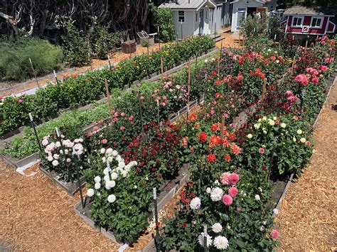 Dynomite Farm Santa Cruz Ca