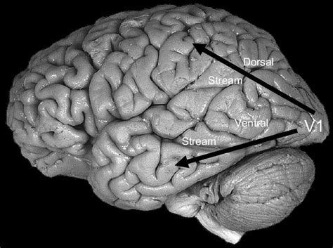2 Representation Of The Dorsal Occipito Posterior Parietal Visual Download Scientific Diagram
